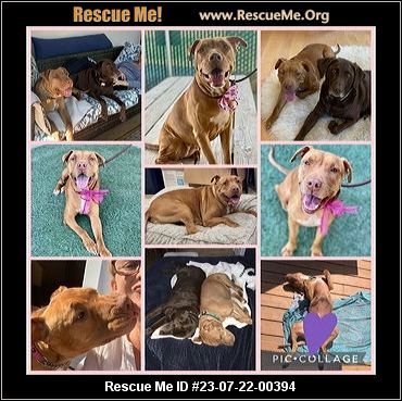 - California Pit Bull Rescue - ADOPTIONS - Rescue Me!