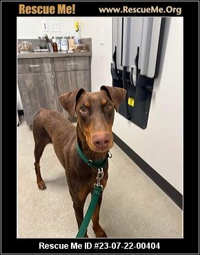 - California Doberman Pinscher Rescue - ADOPTIONS - Rescue Me!