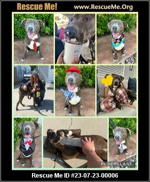 - California Pit Bull Rescue - ADOPTIONS - Rescue Me!