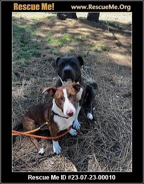 - California Pit Bull Rescue - ADOPTIONS - Rescue Me!