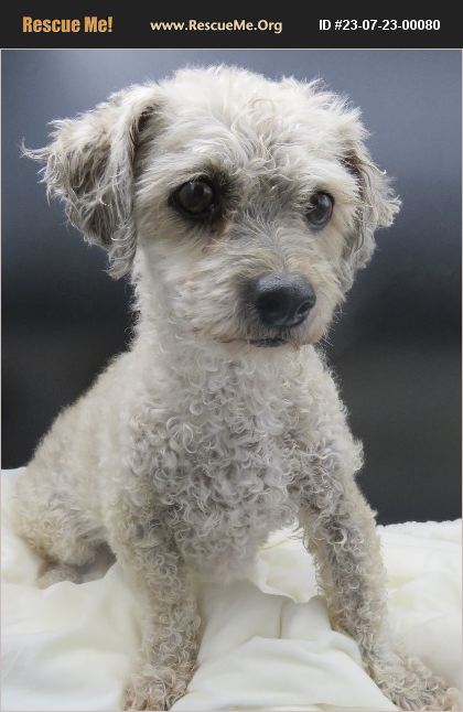 ADOPT 23072300080 ~ Poodle Rescue ~ Tucson, AZ