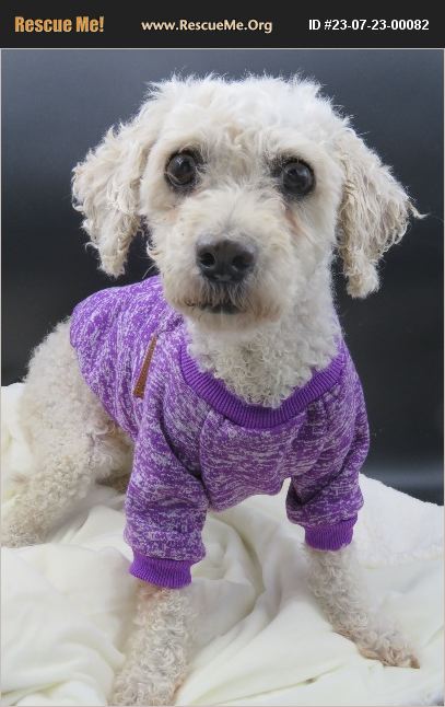 ADOPT 23072300082 ~ Poodle Rescue ~ Tucson, AZ