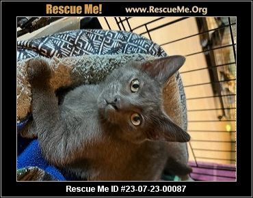 - Virginia Cat Rescue - ADOPTIONS - Rescue Me!