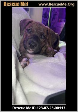 - Alabama Dog Rescue - ADOPTIONS - Rescue Me!