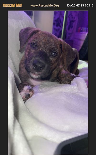 ADOPT 23072300113 ~ Mountain Cur Rescue ~ Gardendale, AL