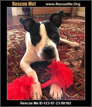 - South Carolina Dog Rescue - ADOPTIONS - Rescue Me!