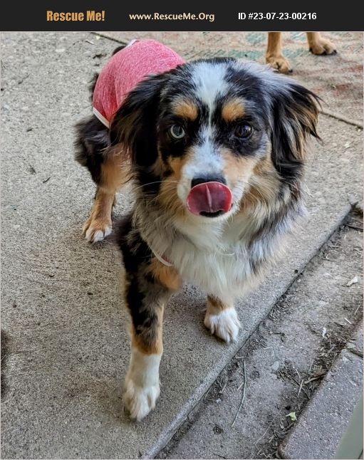 ADOPT 23072300216 ~ Australian Shepherd Rescue ~ Franklin County, OH