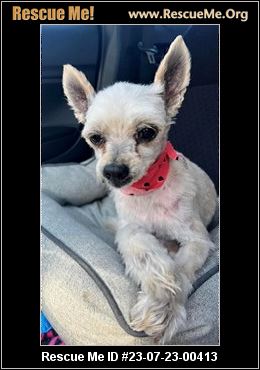- Arizona Yorkie Rescue - ADOPTIONS - Rescue Me!