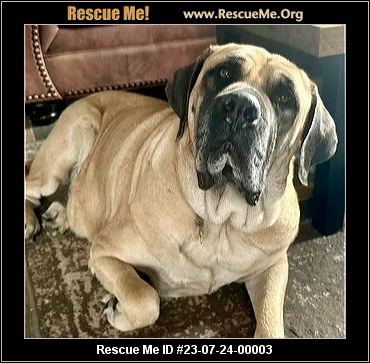- Colorado Mastiff Rescue - ADOPTIONS - Rescue Me!