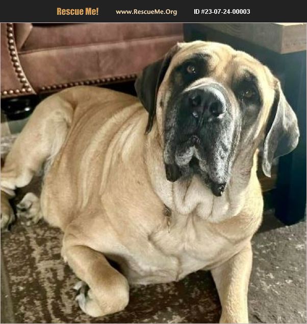 ADOPT 23072400003 ~ Mastiff Rescue ~ Mead, CO