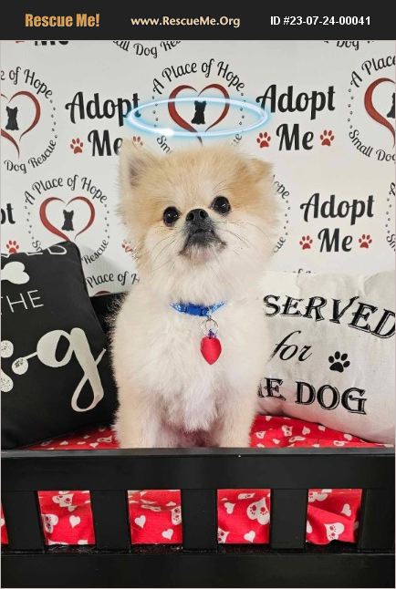 ADOPT 23072400041 ~ Pomeranian Rescue ~ Pensacola, FL