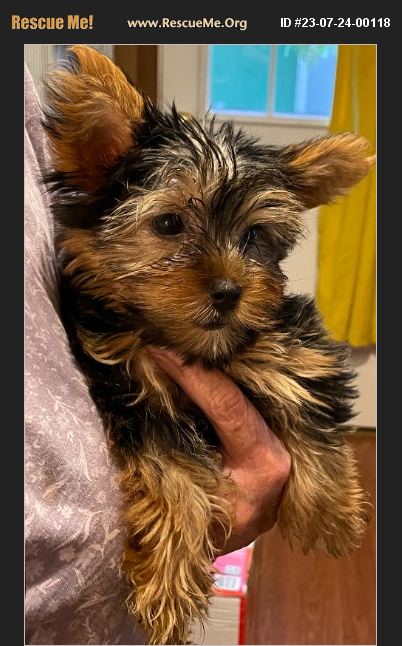 ADOPT 23072400118 ~ Yorkie Rescue ~ Accord, NY