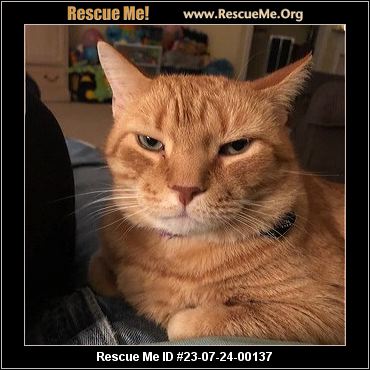 - Virginia Cat Rescue - ADOPTIONS - Rescue Me!