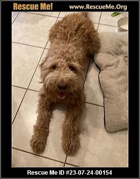 - California Poodle Rescue - ADOPTIONS - Rescue Me!