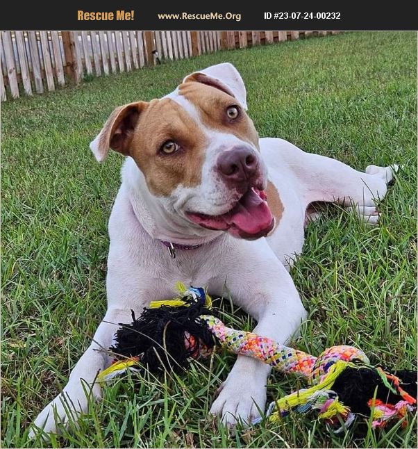 ADOPT 23072400232 ~ Pit Bull Rescue ~ Fort Walton Beach, FL