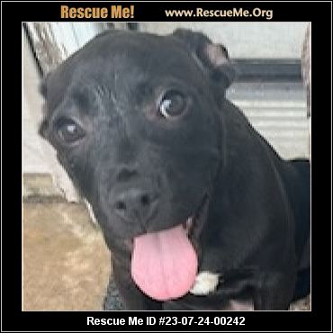 - Florida Pit Bull Rescue - ADOPTIONS - Rescue Me!