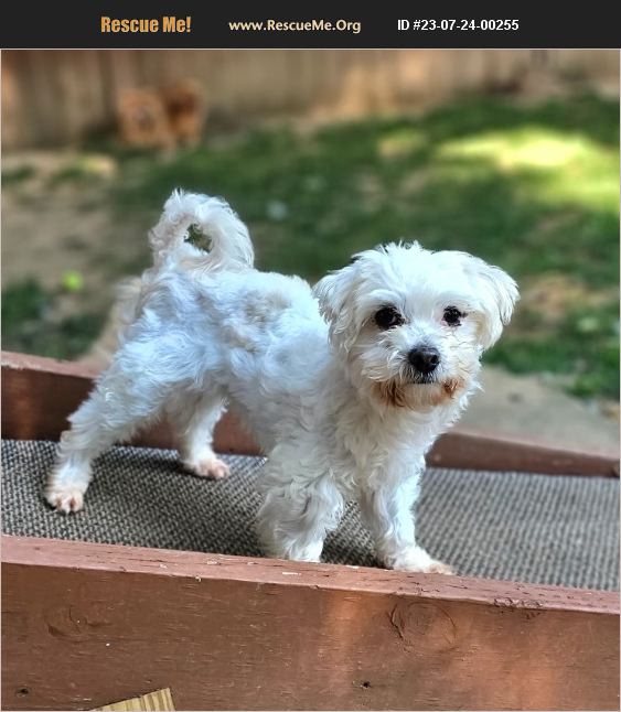 ADOPT 23072400255 ~ Maltese Rescue ~ Lebanon, PA