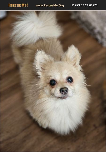 ADOPT 23072400270 ~ Pomeranian Rescue ~ Lebanon, PA