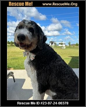 - Wisconsin Dog Rescue - ADOPTIONS - Rescue Me!