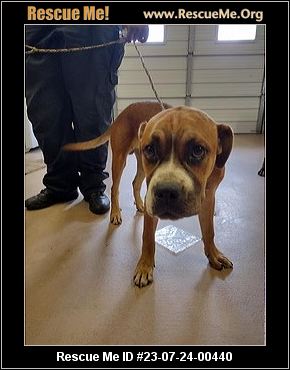 - Georgia Boxer Rescue - ADOPTIONS - Rescue Me!