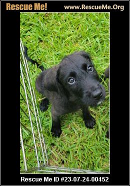- Florida Lab Rescue - ADOPTIONS - Rescue Me!