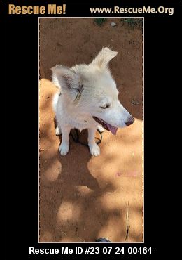 - New Mexico Dog Rescue - ADOPTIONS - Rescue Me!