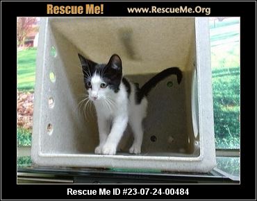 - California Cat Rescue - ADOPTIONS - Rescue Me!