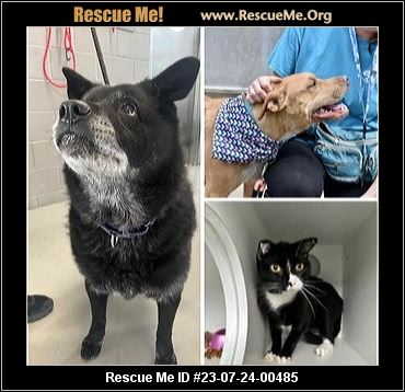 - New York Dog Rescue - ADOPTIONS - Rescue Me!