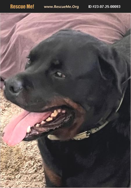 ADOPT 23072500093 ~ Rottweiler Rescue ~ Redmond, WA