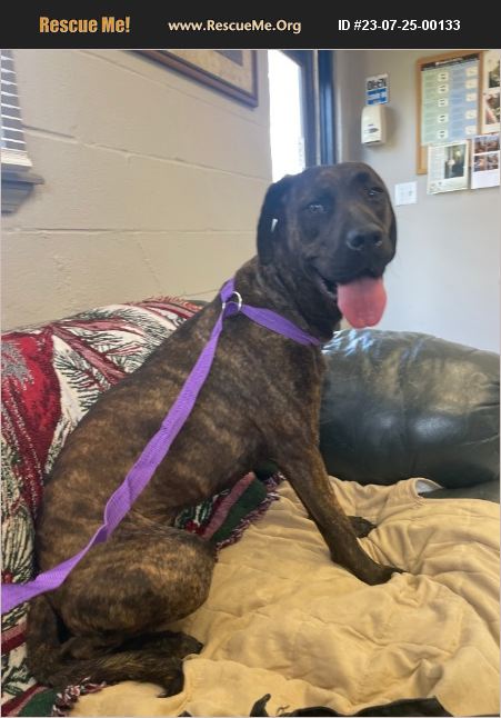 ADOPT 23072500133 ~ Mountain Cur Rescue ~ LaGrange, KY