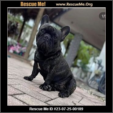 - Florida French Bulldog Rescue - ADOPTIONS - Rescue Me!