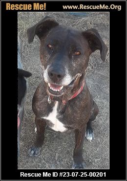 - New Mexico Dog Rescue - ADOPTIONS - Rescue Me!