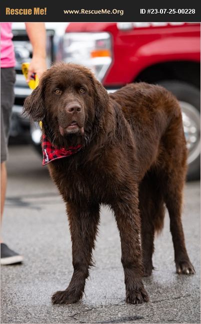 ADOPT 23072500228 ~ Newfoundland Rescue ~ Grafton, OH