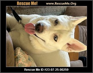 - Nevada Dog Rescue - ADOPTIONS - Rescue Me!