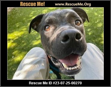 - Utah Dog Rescue - ADOPTIONS - Rescue Me!