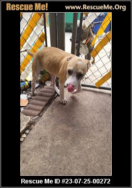 - Texas Boxer Rescue - ADOPTIONS - Rescue Me!