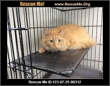 - Missouri Cat Rescue - ADOPTIONS - Rescue Me!