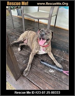 - Florida Pit Bull Rescue - ADOPTIONS - Rescue Me!