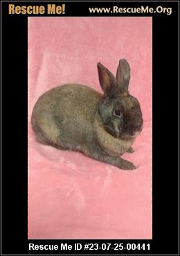 - California Rabbit Rescue - ADOPTIONS - Rescue Me!