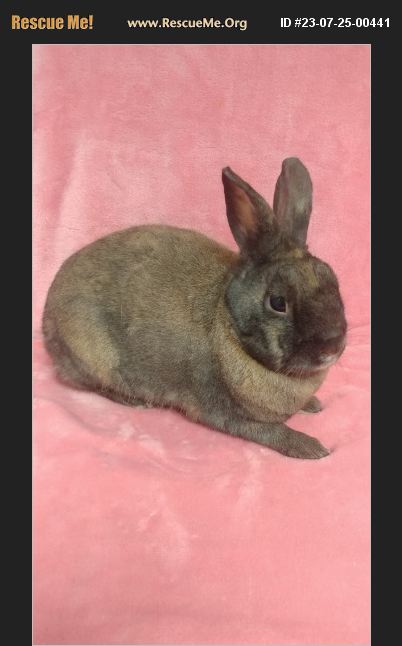ADOPT 23072500441 ~ Rabbit Rescue ~ Lake Elsinore, CA