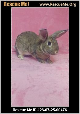 - California Rabbit Rescue - ADOPTIONS - Rescue Me!