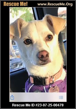 - California Jack Russell Rescue - ADOPTIONS - Rescue Me!