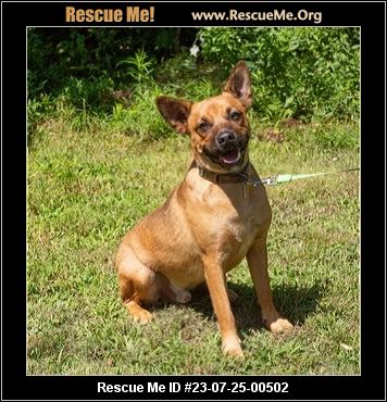 - New York Mutt Rescue - ADOPTIONS - Rescue Me!