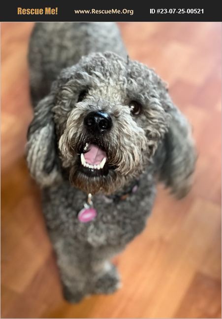 ADOPT 23072500521 ~ Cockapoo Rescue ~ Scottsdale, AZ