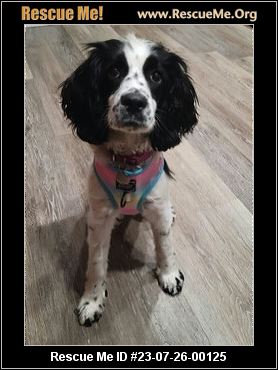 - California English Springer Spaniel Rescue - ADOPTIONS - Rescue Me!
