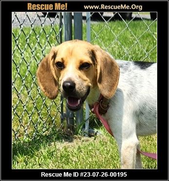 - Ohio Beagle Rescue - ADOPTIONS - Rescue Me!