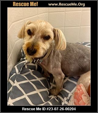 - California Yorkie Rescue - ADOPTIONS - Rescue Me!