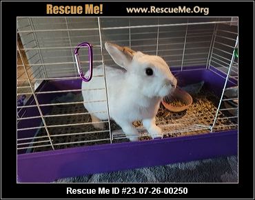 - California Rabbit Rescue - ADOPTIONS - Rescue Me!