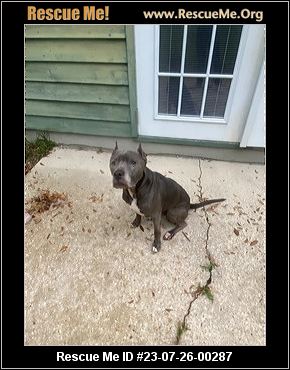 - Florida Pit Bull Rescue - ADOPTIONS - Rescue Me!