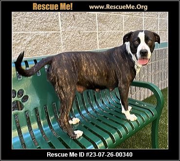 - California Pit Bull Rescue - ADOPTIONS - Rescue Me!